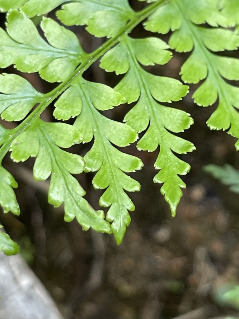 silver fern in November 2021 by Glenn Ehrenberg · iNaturalist