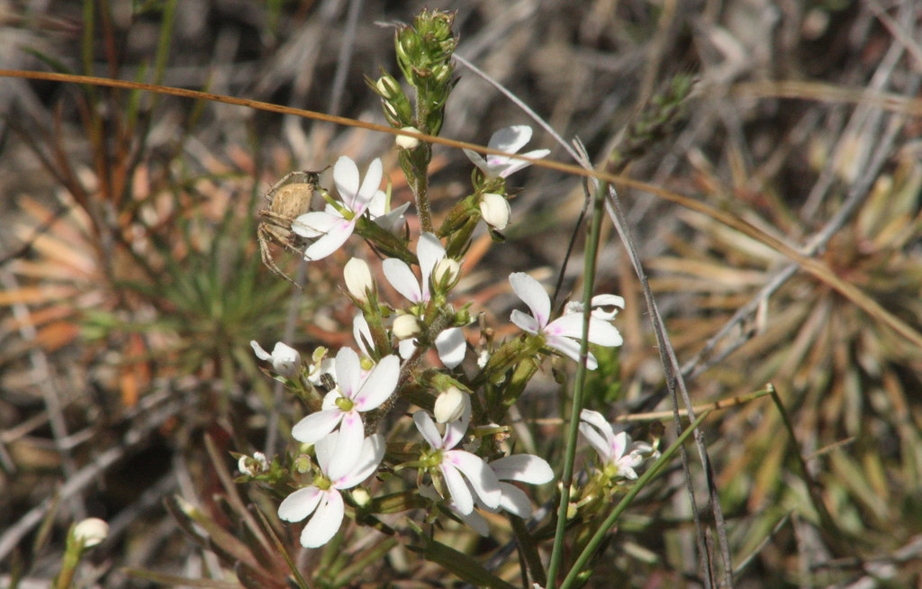 (Stylidium eglandulosum) - Botanical Realm