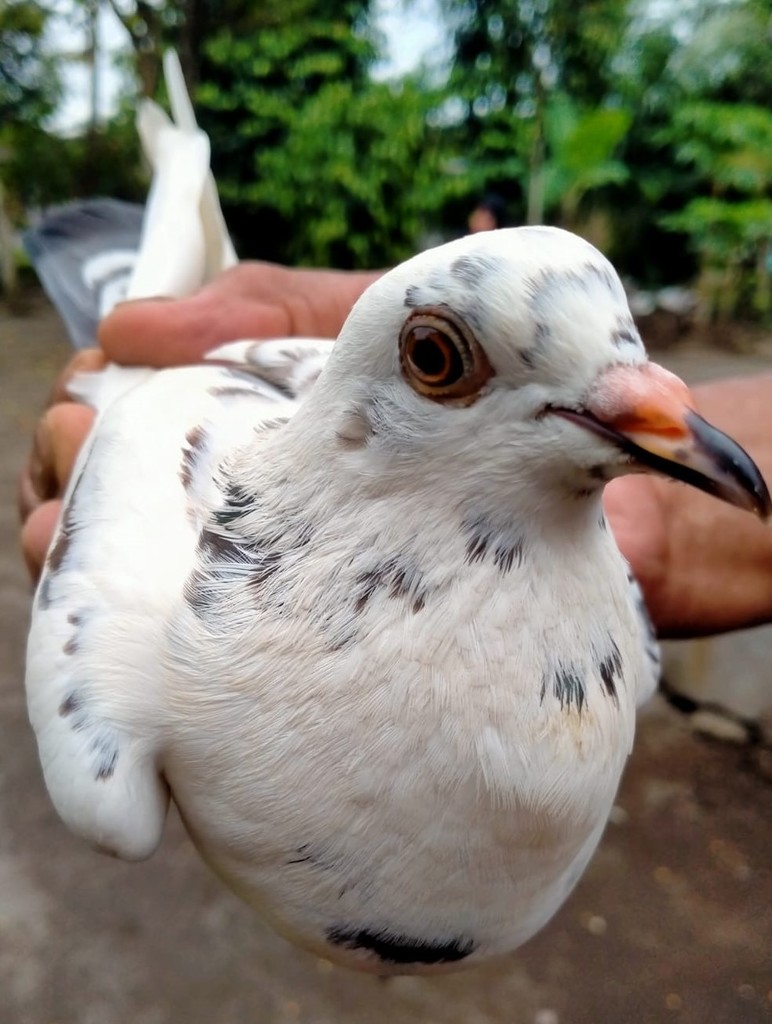 Feral Pigeon from Pabelan Dua, Pabelan, Mungkid, Magelang, Jawa Tengah ...