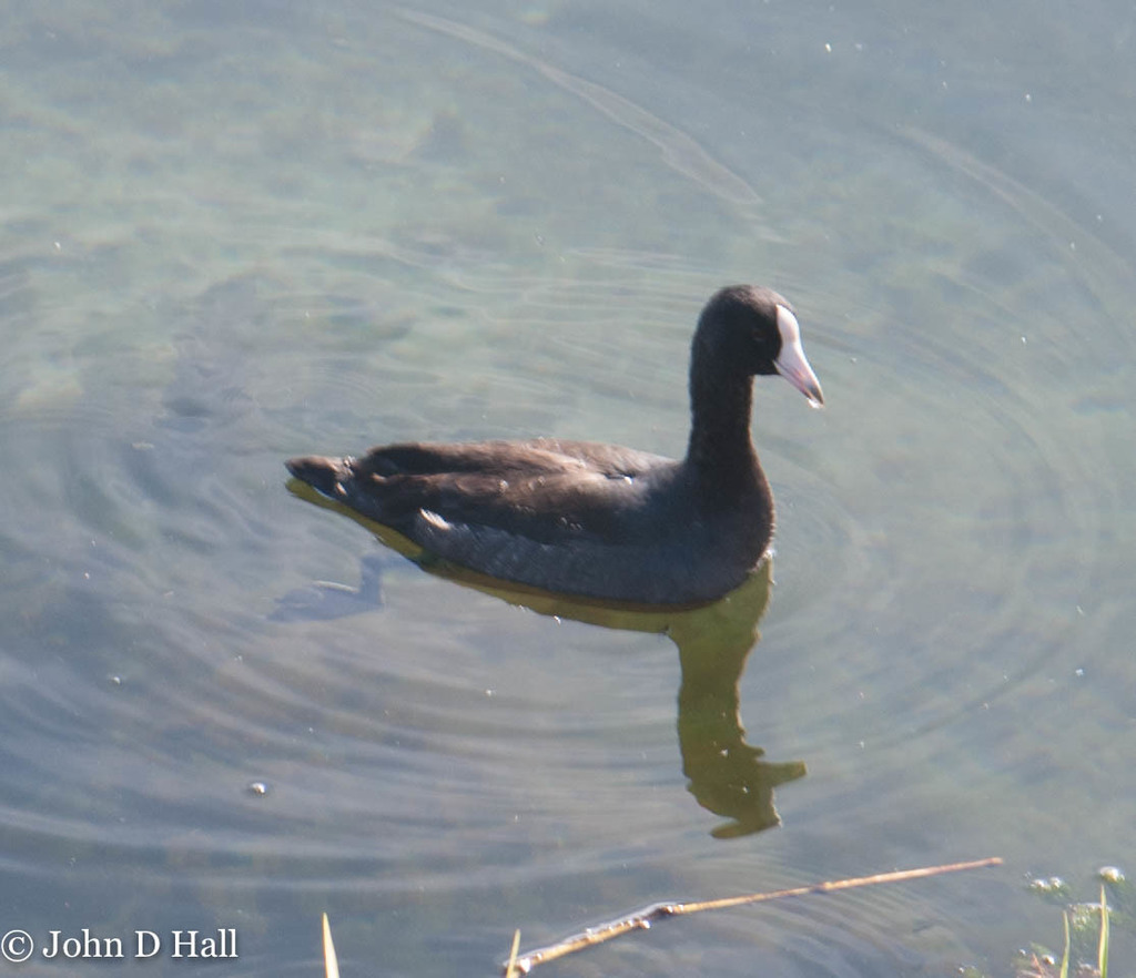Hawaiian Coot in November 2021 by johnbotany · iNaturalist