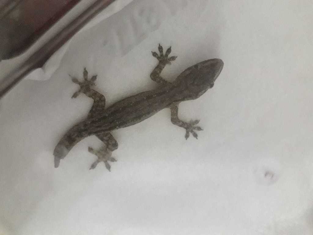 Asian House Gecko from Surakarta City, Central Java, Indonesia on ...