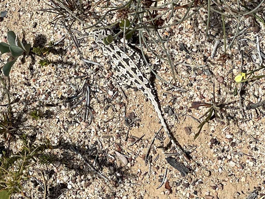 Southern Heath Dragon from North Cascade WA 6445, Australia on November ...