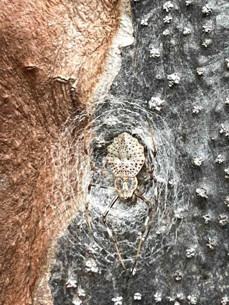 Ornamental Tree Trunk Spider from Bogor Timur on November 30, 2021 at ...