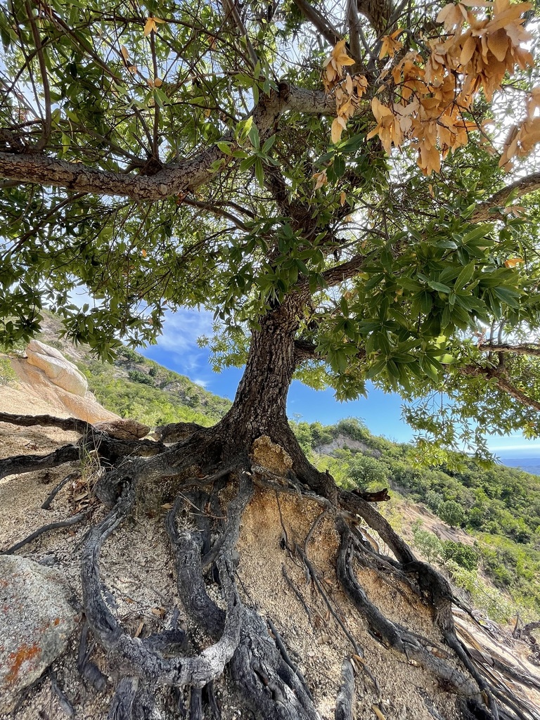 (Quercus devia) - Botanical Realm