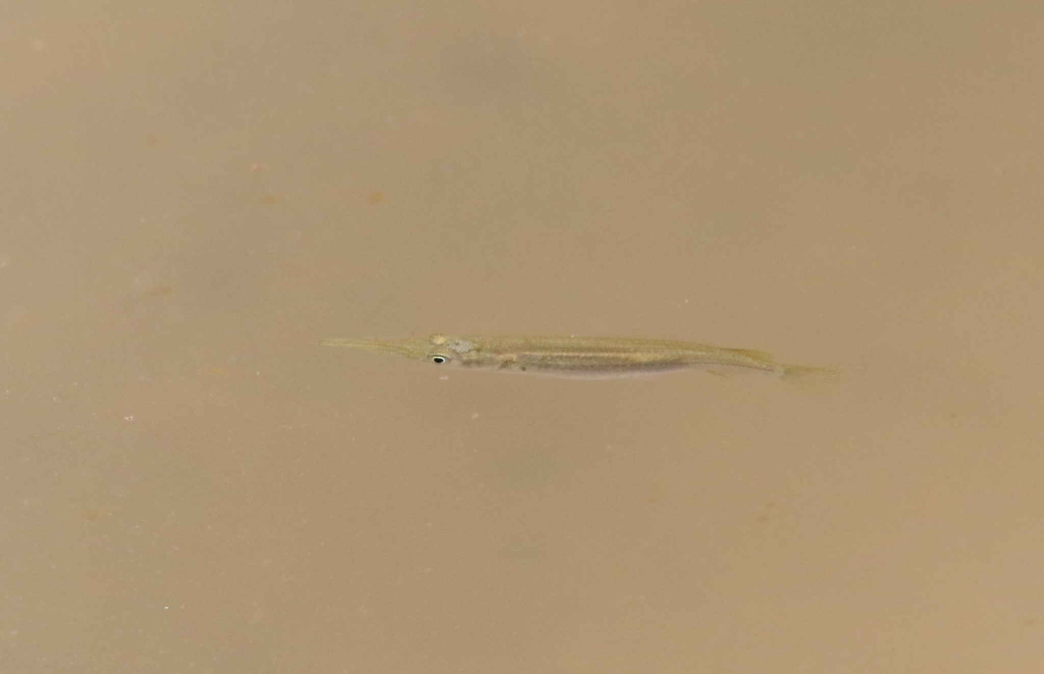 Dermogenys collettei Meisner, 2001