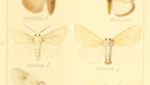 Leucoma flavosulphurea · iNaturalist United Kingdom