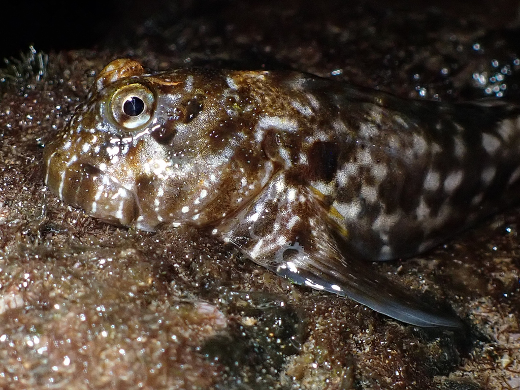 Seaweed Blenny (Entomacrodus marmoratus) - Marine Life Identification