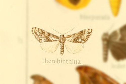 Parocneria terebynthina · iNaturalist