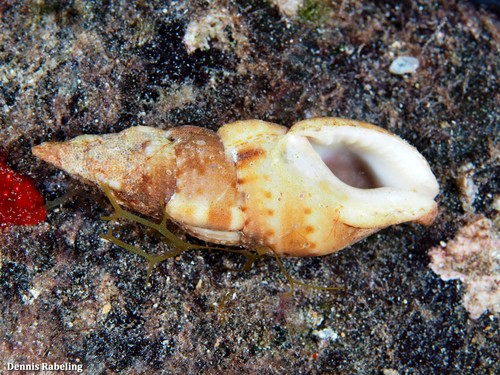 Colubraria canariensis · iNaturalist