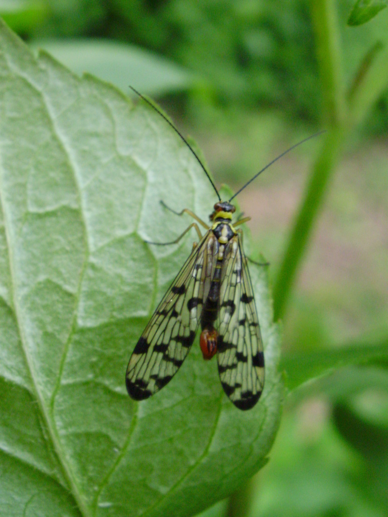 German Scorpionfly from 49637 Menslage, Deutschland on May 14, 2010 at ...