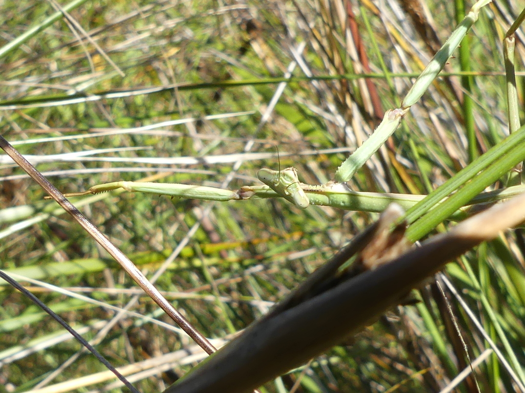 Mallee Grass Mantis from Connewarre VIC 3227, Australia on November 30 ...