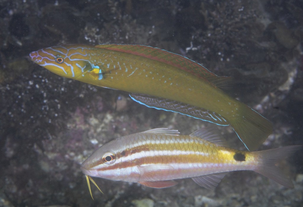 Long Green Wrasse from 1 Bower Ln, Manly NSW 2095, Australia on ...