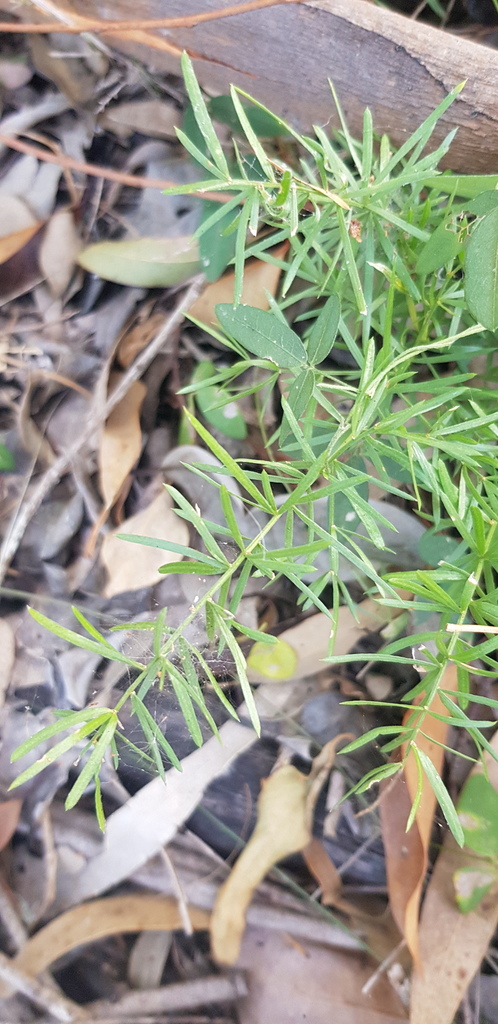 African Asparagus from Silver Ridge QLD 4352, Australia on May 12, 2020 ...