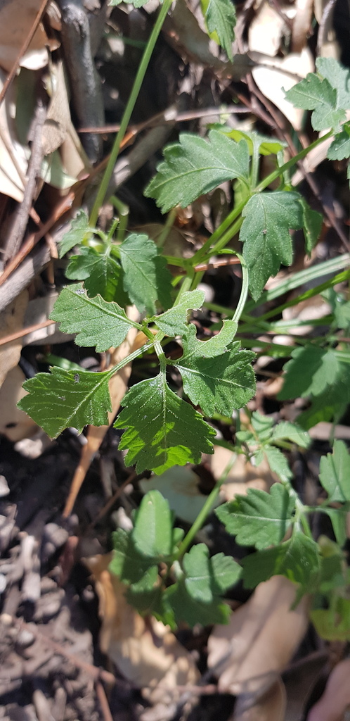 Slender Grape from Toowoomba QLD, Australia on May 12, 2020 at 10:13 AM ...