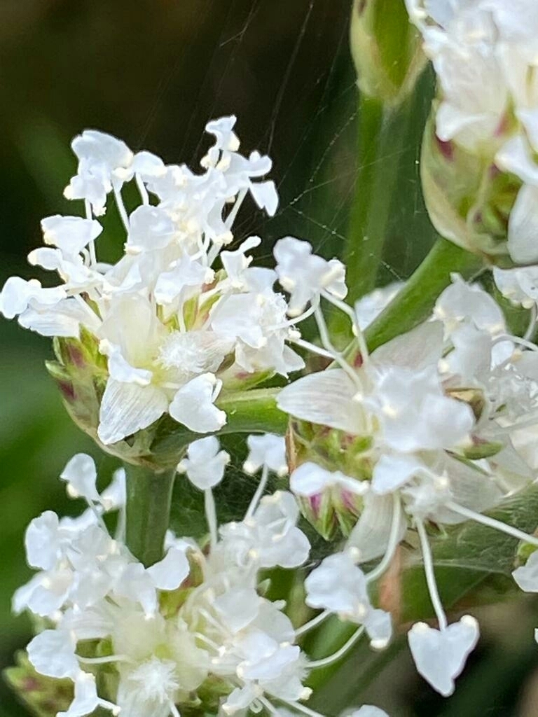 False Bromeliad Plant from Parque Jerusalem on November 29, 2021 by ...