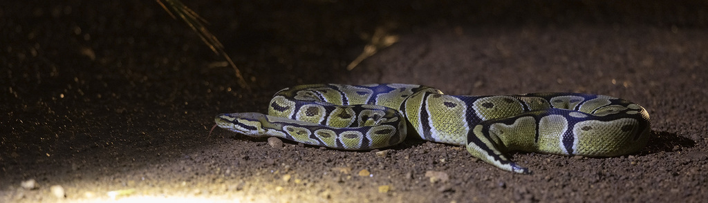 Ball Python from Adaklu-Anyigbe, Ghana on November 08, 2021 at 07:15 PM ...