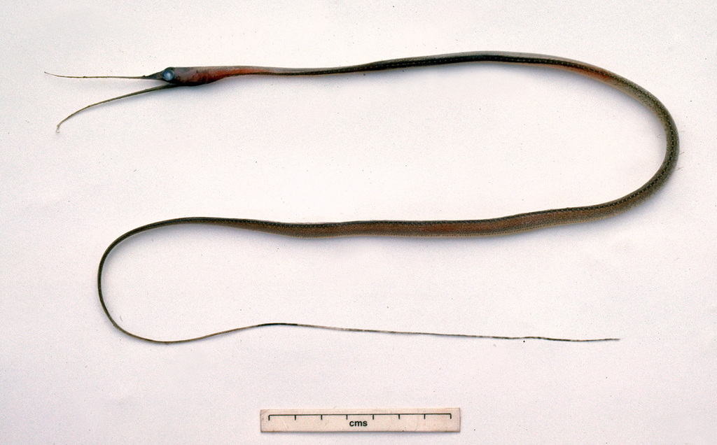 Polygon-spotted snipe eel from 24 n.miles east of Wooli, NSW, Australia ...