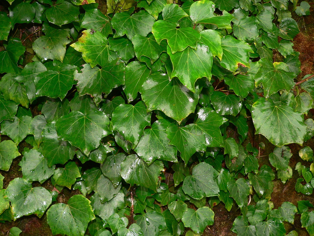 Canary Islands Ivy (Hedera canariensis) - Botanical Realm