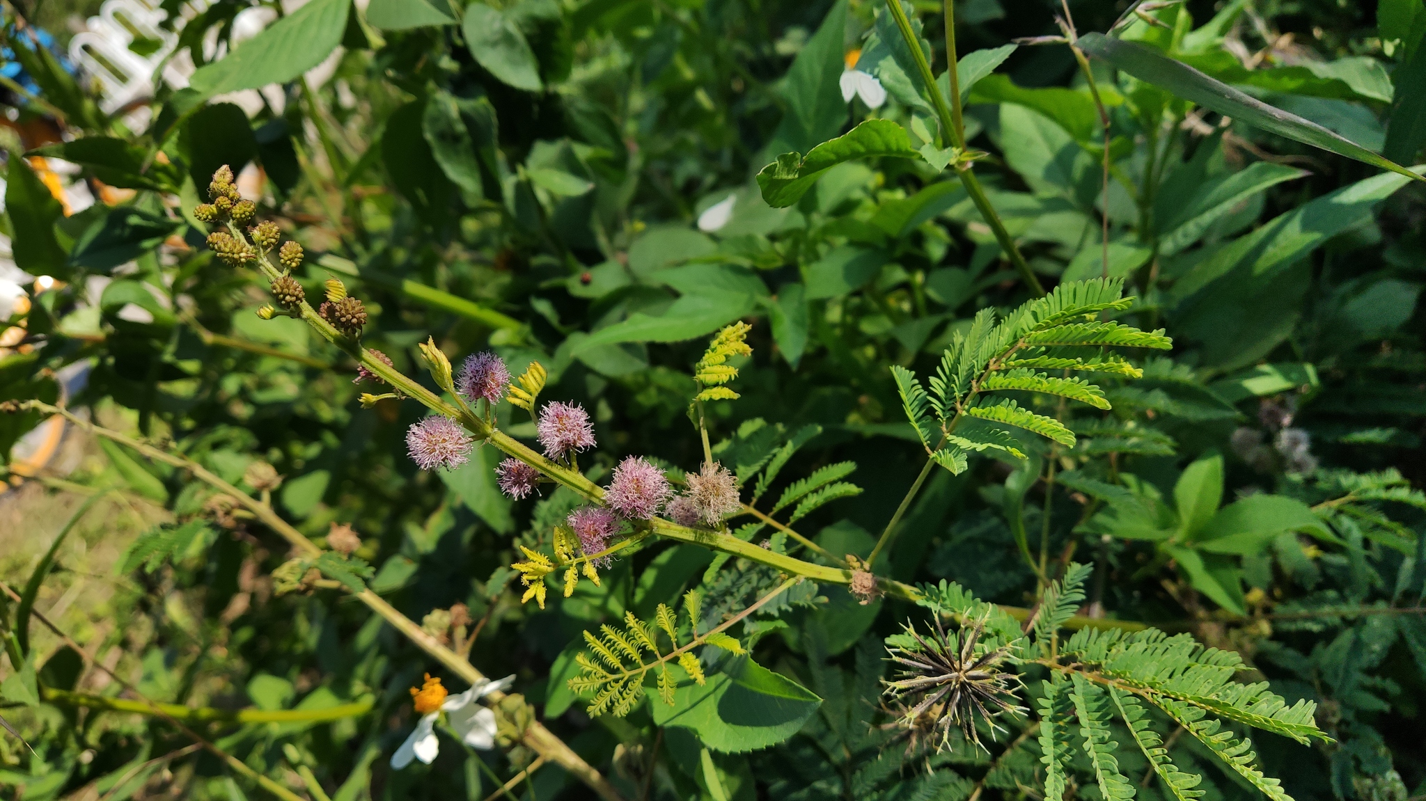 Mimosa diplotricha var. diplotricha