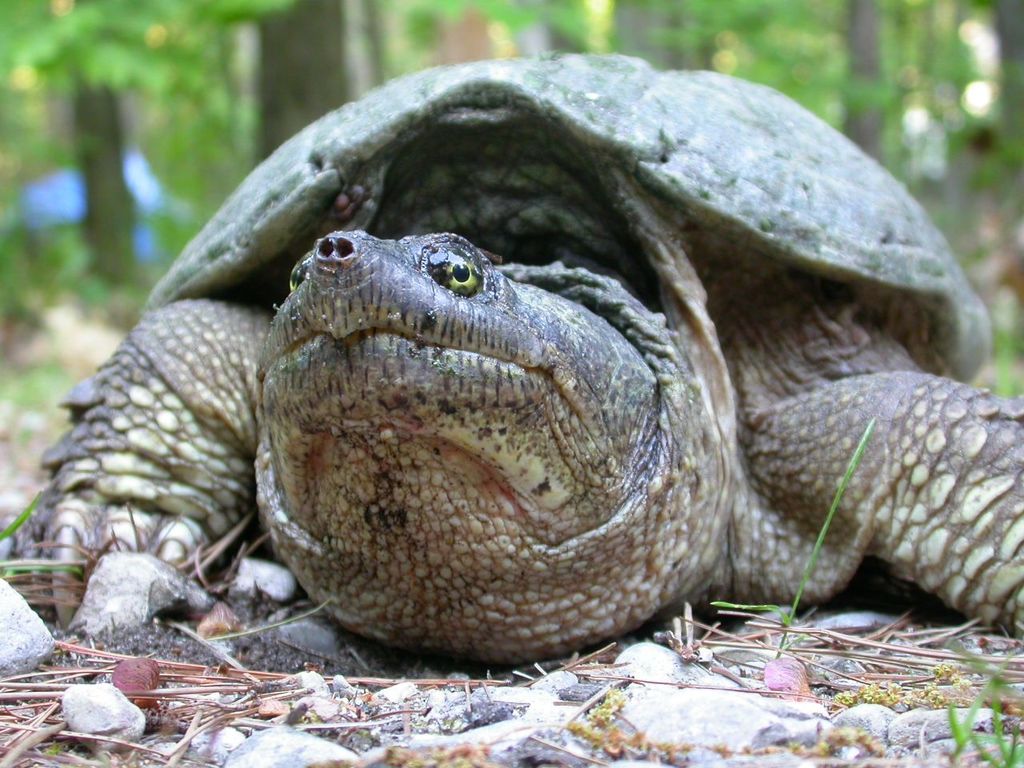 Common Snapping Turtle from Grand Traverse County, MI, USA on June 7 ...