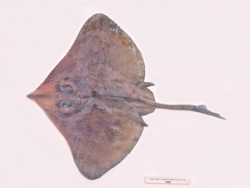 Graham's Skate (Dipturus grahami) · iNaturalist