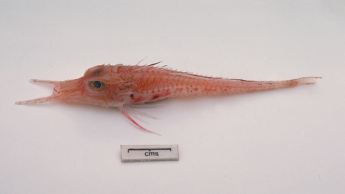 Peristedion longicornutum · iNaturalist