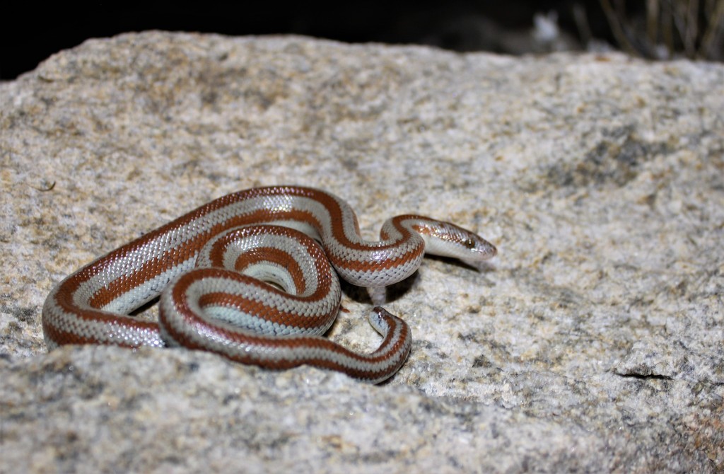 Desert Rosy Boa from Ensenada, Baja California, Mexico on September 26 ...