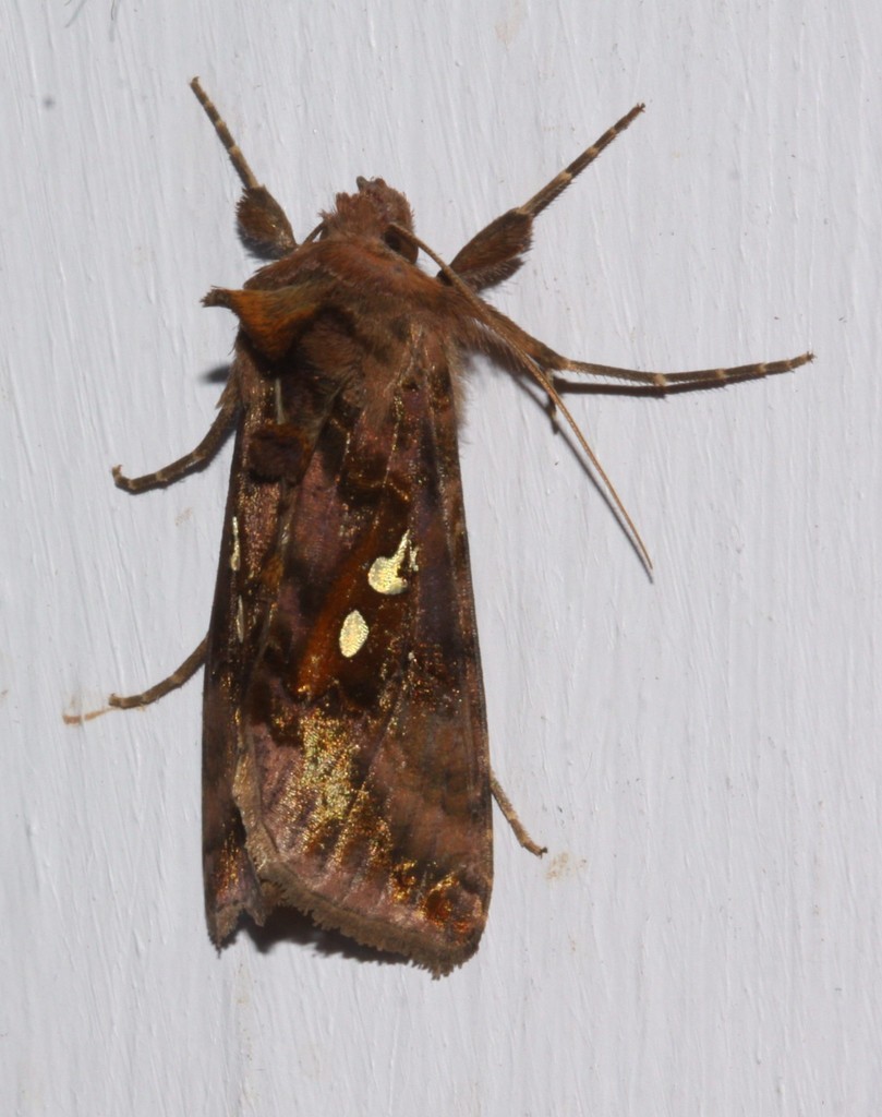 Two-spotted Looper Moth from Québec, Canada on August 7, 2021 at 12:02 ...