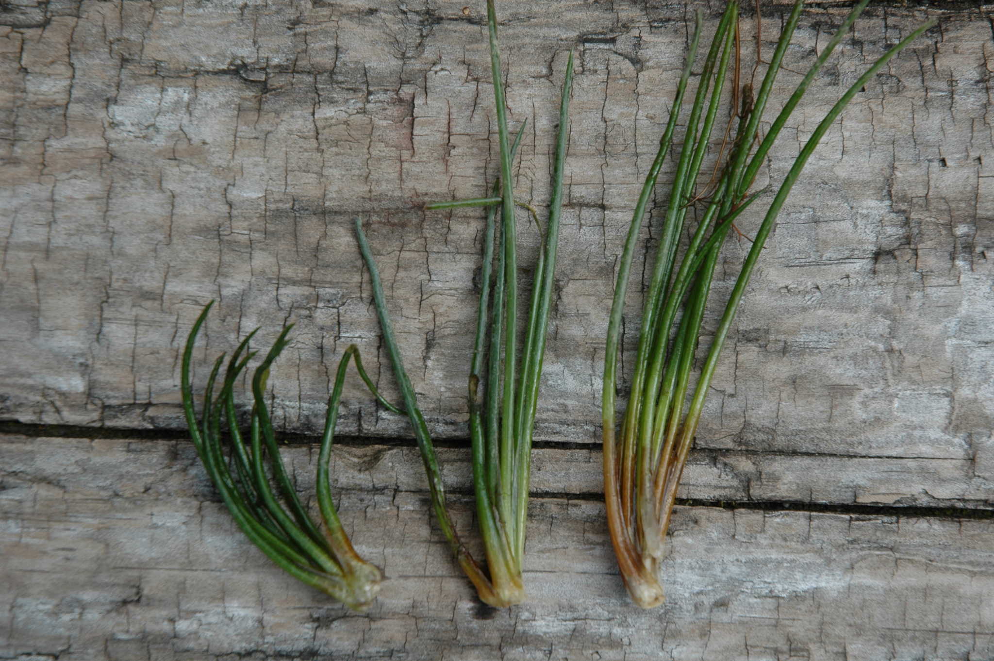 Isoetes occidentalis Hend.