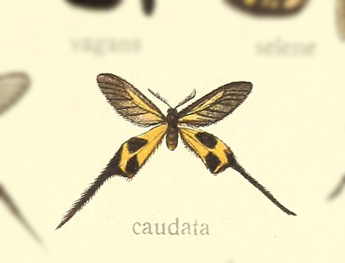 Himantopterus caudata · iNaturalist