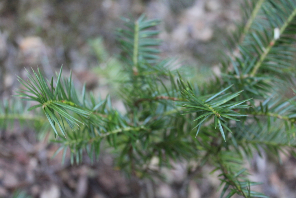 California torreya from Mt Tamalpais, California 94941, USA on November ...