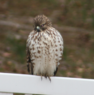 Red-shouldered Hawk from 1405 Turnberry Way, Bel Air, MD 21015, USA on ...