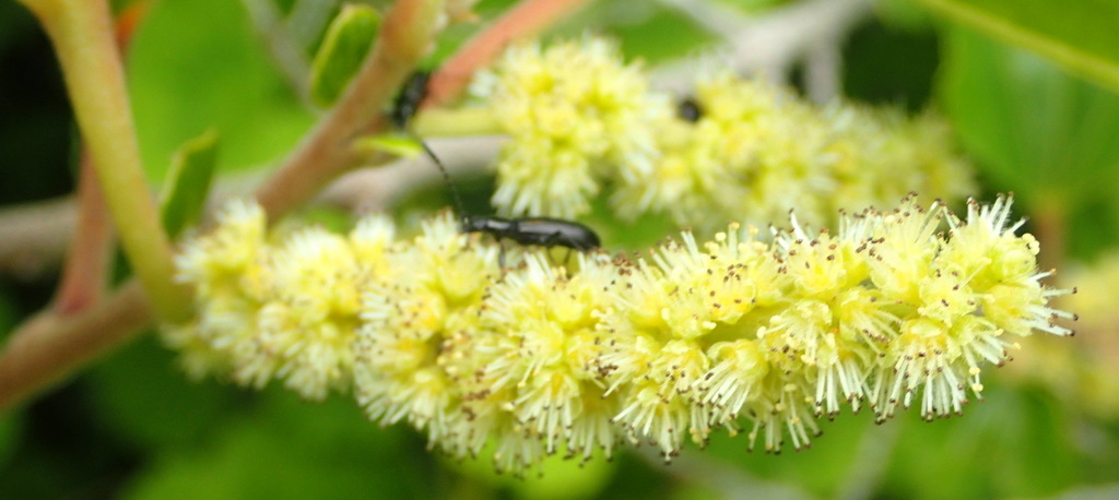 Round-Leaved Wild-Mulberry from Keurbooms River East, South Cape DC ...