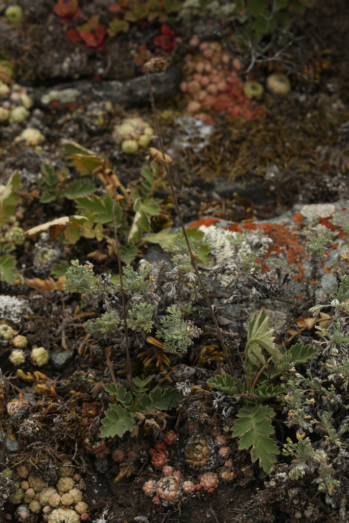 Coluria geoides from Усть-Коксинский р-н, Респ. Алтай, Россия on August ...