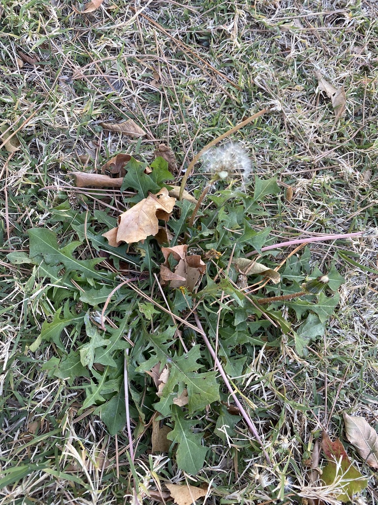 common dandelion from Oklahoma State University, Stillwater, OK, US on ...