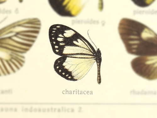 Cyclosia chartacea · iNaturalist