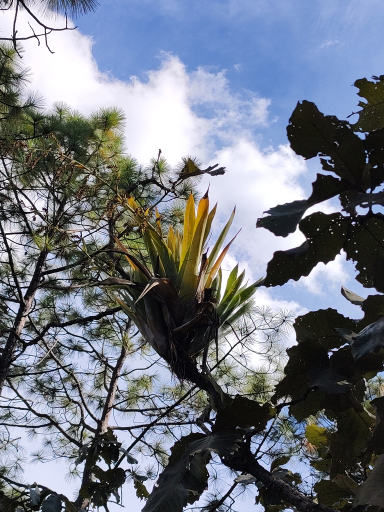 Catopsis from 46954 Jal., México on November 27, 2021 at 03:02 PM by ...