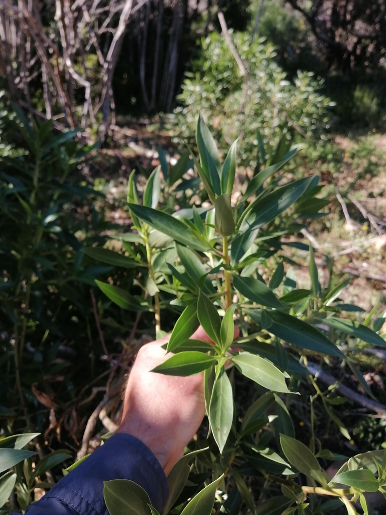 Australian Ngaio from Oudekraal (Nature Reserve), Cape Town, 8005 ...