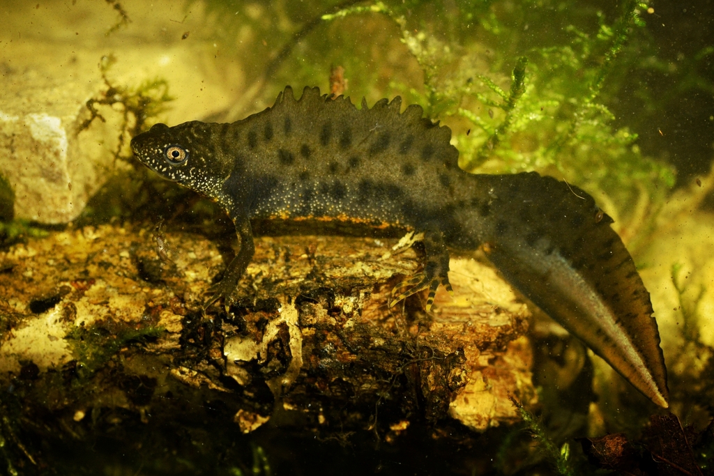 Triton crêté (Indigen herpetofauna of belgium) · iNaturalist