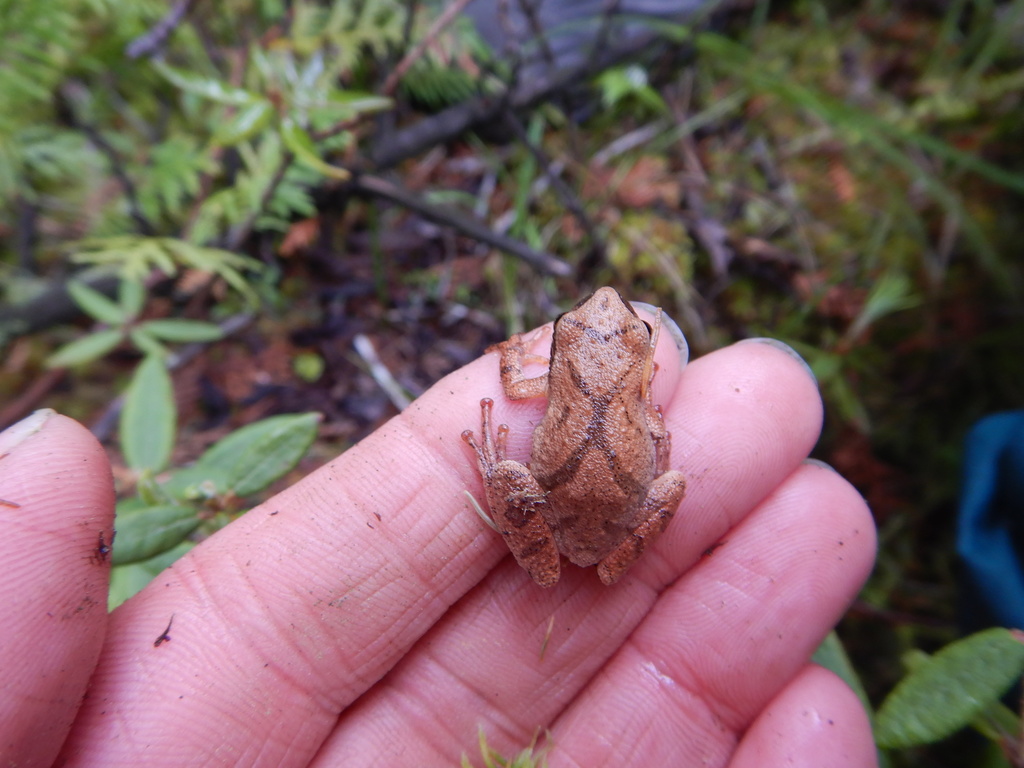 Spring Peeper from Thunder Bay District, ON, Canada on June 11, 2021 at ...