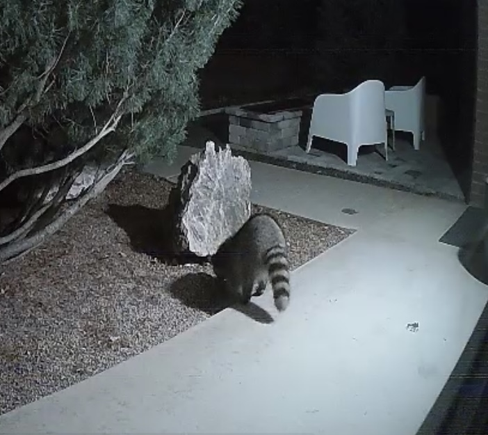Common Raccoon from Frasier Meadows, Boulder, CO 80303, USA on October ...