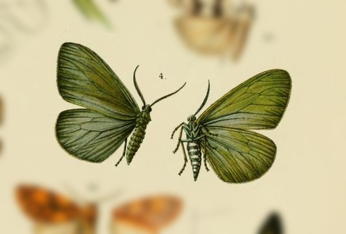 Cyclosia thecloides · iNaturalist