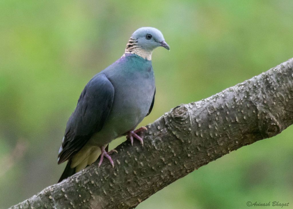 Typical Old World Pigeons (Columba) - Avian Discovery