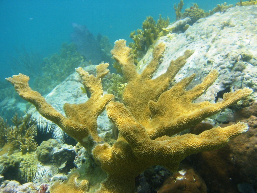 Elkhorn Coral in June 2003 by Floyd E. Hayes · iNaturalist