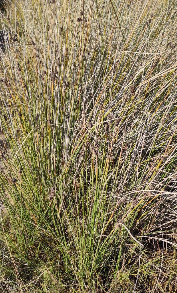 Round-headed Clubrush from Castelldefels, Barcelona, España on November ...