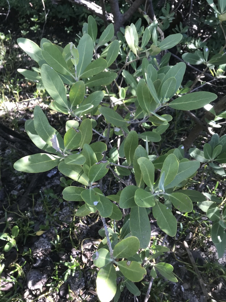 black mangrove from Dr. Von D. Mizell-Eula Johnson State Park ...