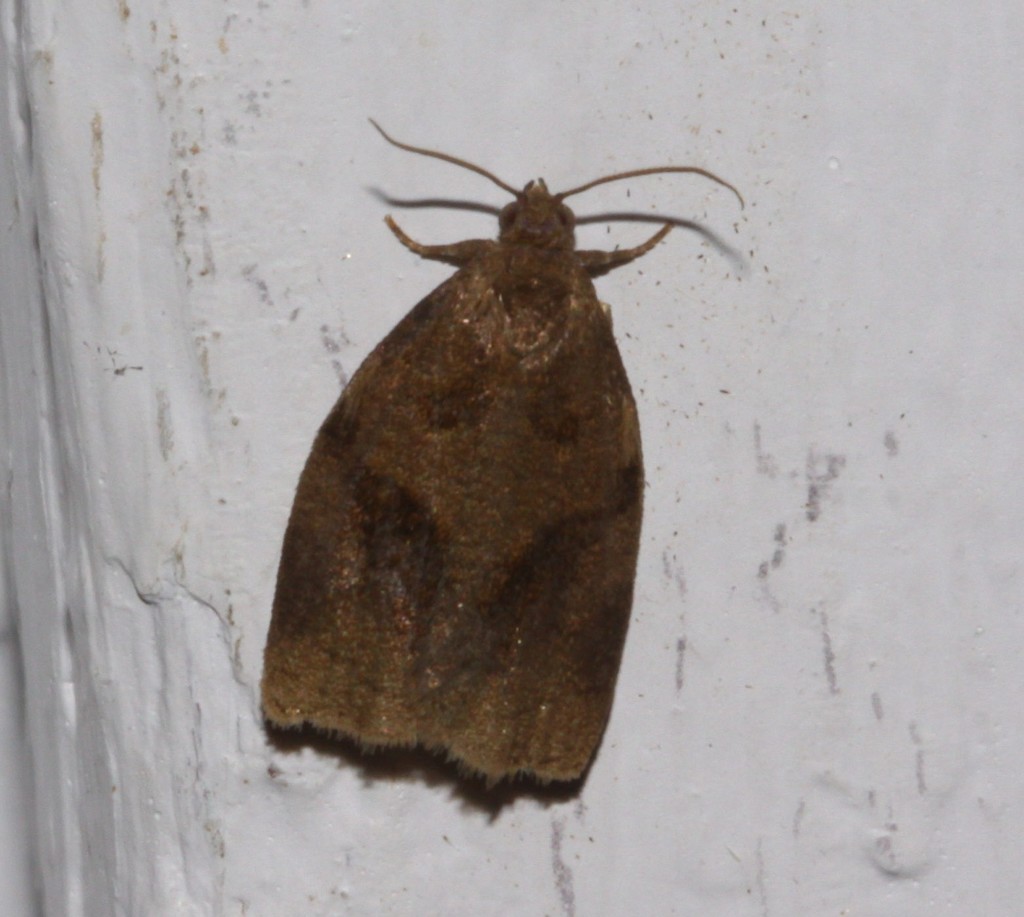 Rose Tortrix Moth from Pabos, 17 rue Baie-Bleue Le Rocher-Percé, QC ...