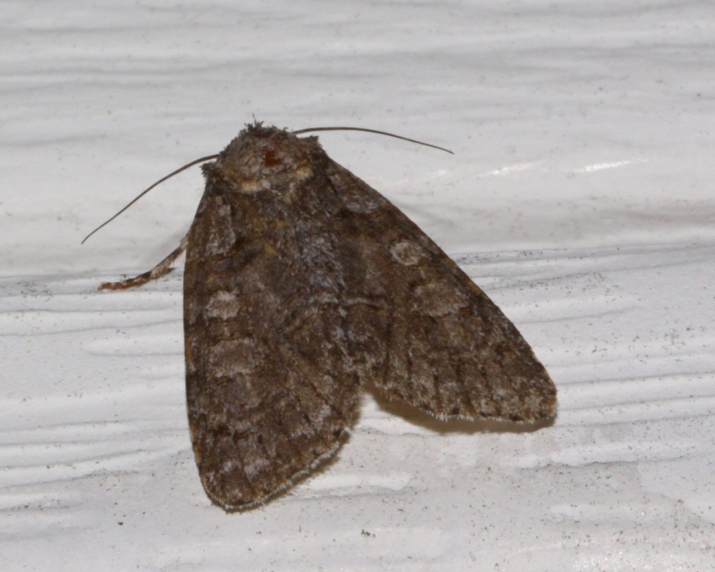 Dagger Moths from Québec, Canada on August 7, 2021 at 11:19 PM by ...