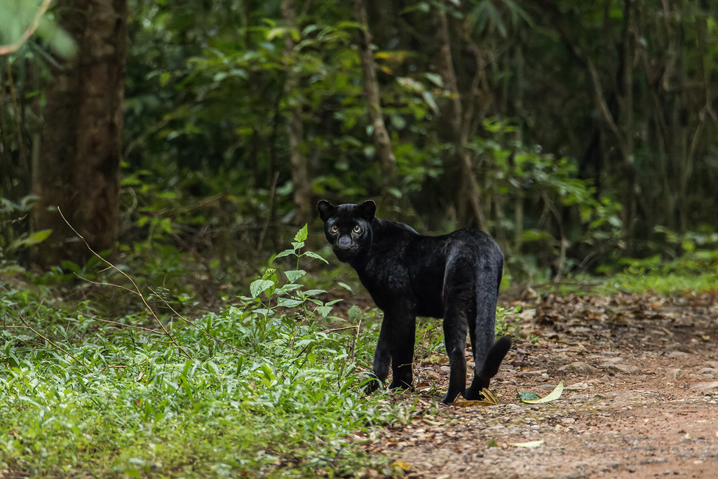Indochinese Leopard (Panthera pardus delacouri) - Know Your Mammals