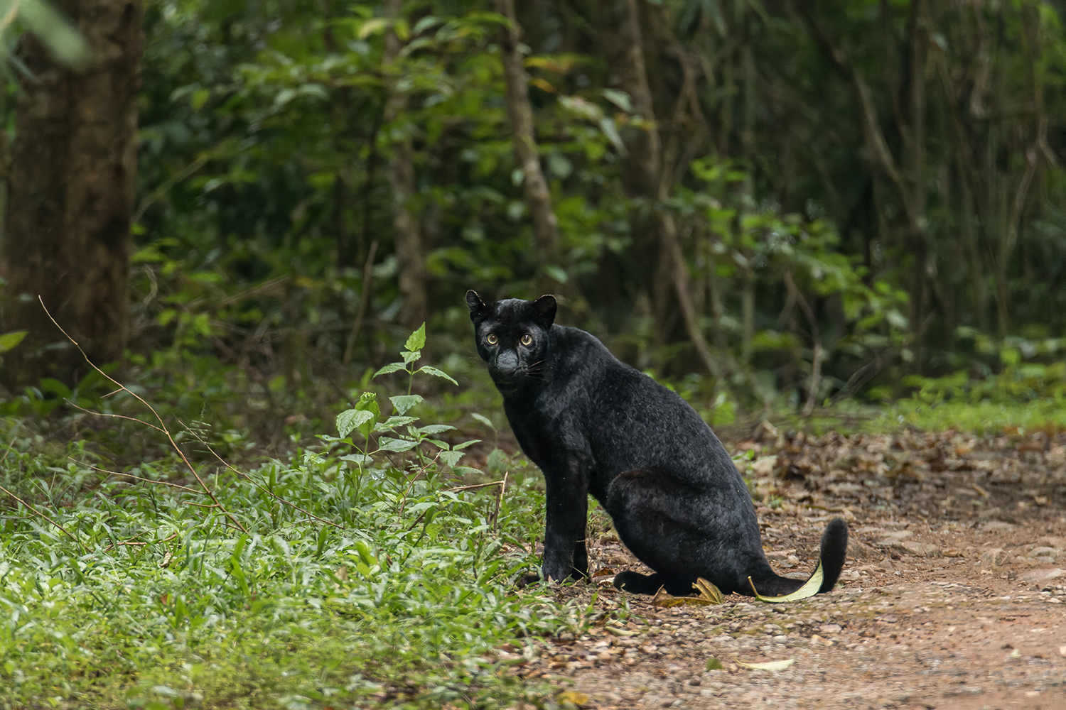 Panthera pardus delacouri Pocock, 1930